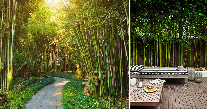 Bamboo landscaping ideas - garden design - sharingideas.me