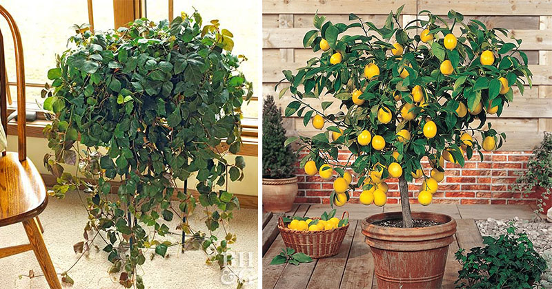 Plants that create a microclimate in the house - sharingideas.me