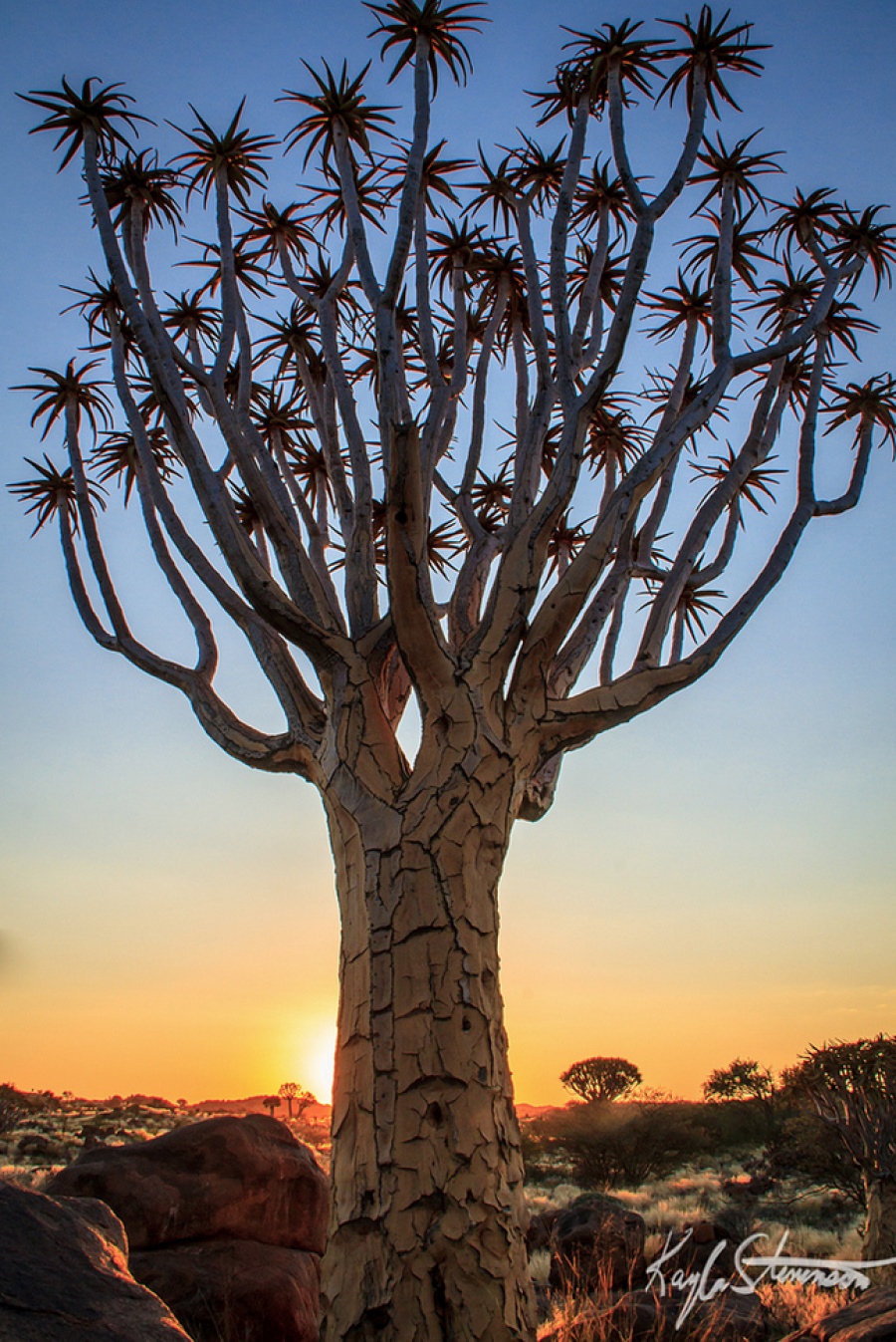 The 15 most beautiful trees in the world