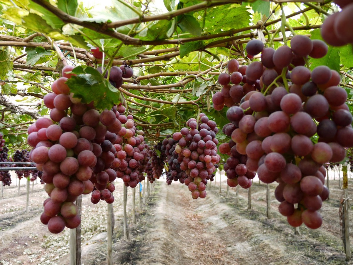 Learn to grow grapes at home, it's easier than it seems - sharingideas.me