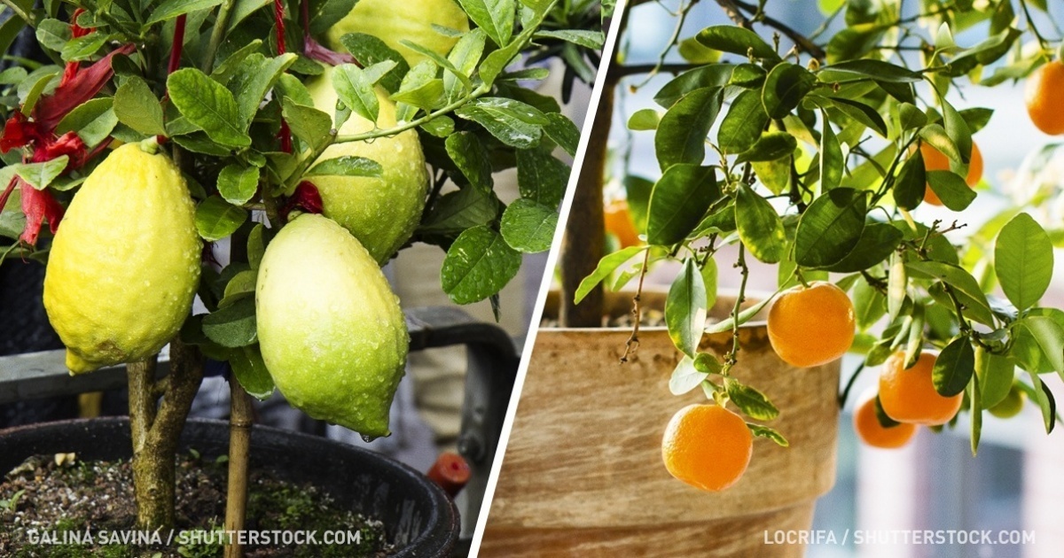 How to grow fruits from your home, they are very easy to grow ...
