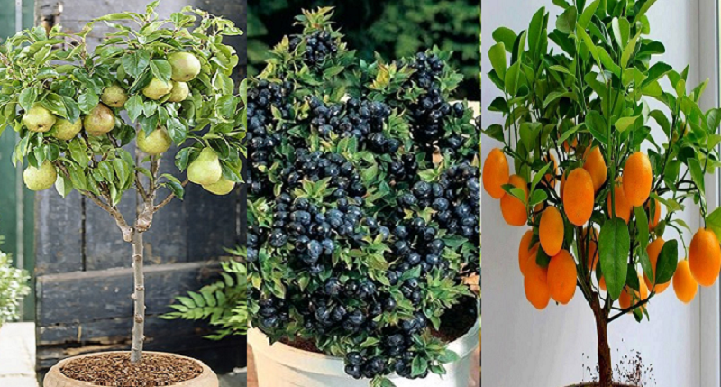 12 Fruit trees that you can grow in pots - sharingideas.me