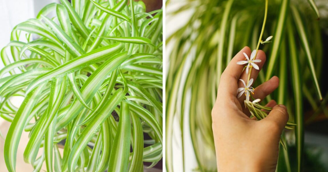 How to make the spider-plant bloom - sharingideas.me