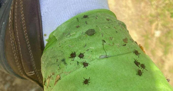 Using Adhesive Tape to Catch Ticks: An Unconventional Method that Works ...