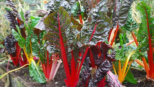 August Brilliance: Planting Swiss Chard for a Colorful Late-Summer ...
