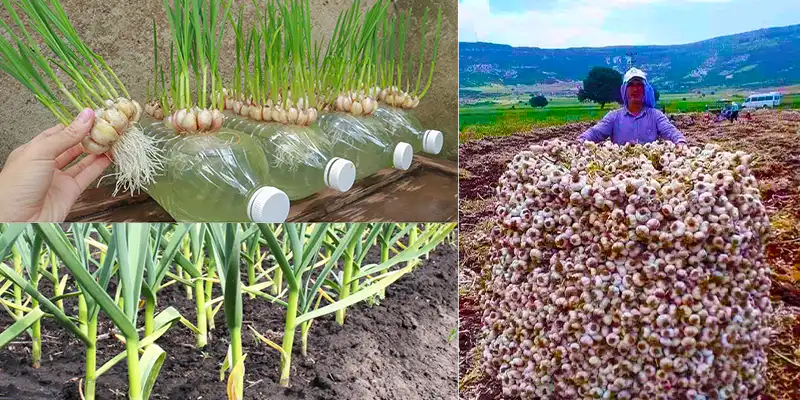 Growing Garlic Seedlings in Water - Transplanting - Caring- Tips ...