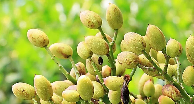 How To Grow Pistachios from Seed at Home - sharingideas.me