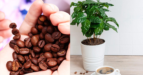 How to Grow a Coffee Tree from Seeds at Home In a Pot - sharingideas.me