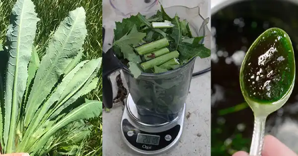 Creating Wild Lettuce Extract: A Natural Solution for Pain and Sleep ...