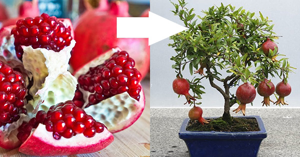 How To Grow A Pomegranate Tree From Seeds In A Pot - sharingideas.me