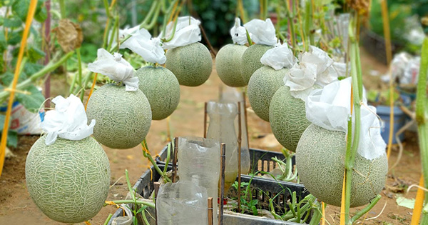 How to Grow Cantaloupe Melons in Containers or Bags at Home ...