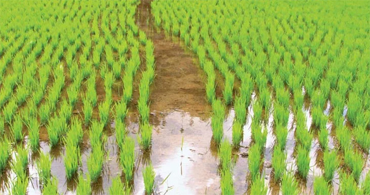 How to Grow Rice from Store-Bought Brown Rice at Home in a Pot ...