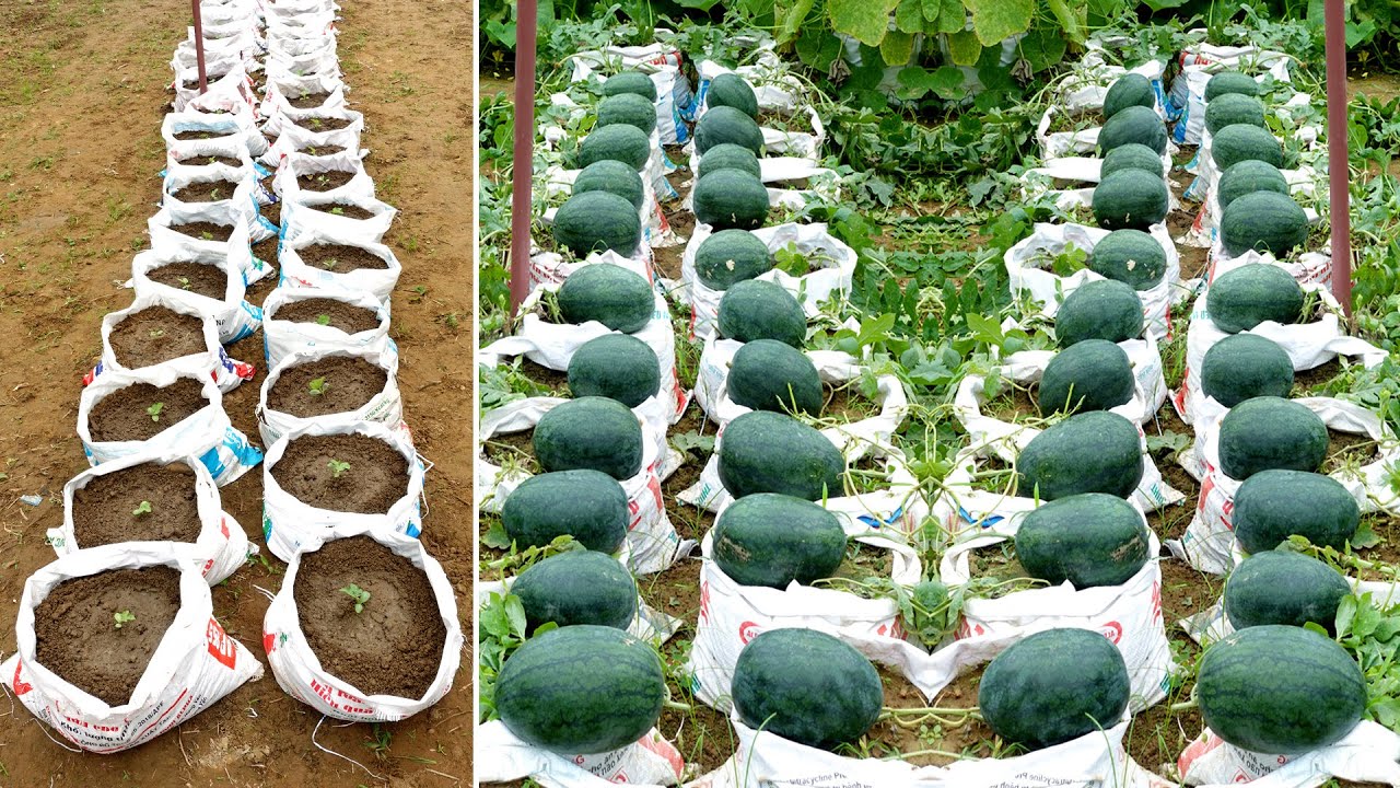 How to Grow Watermelon at Home: 3 Easy Methods for Every Gardener ...