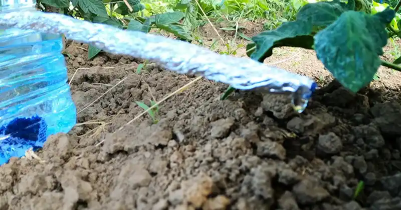 Crafting a Zero-Cost Drip Irrigation System: Easy Steps - sharingideas.me