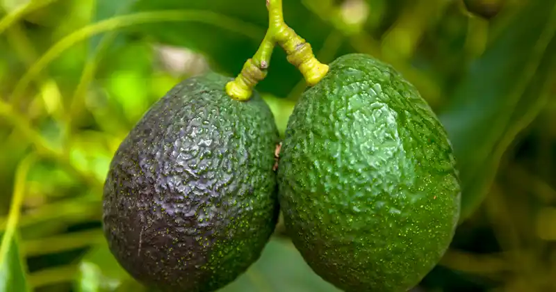How to Multiply Avocado Trees from Leaves - sharingideas.me