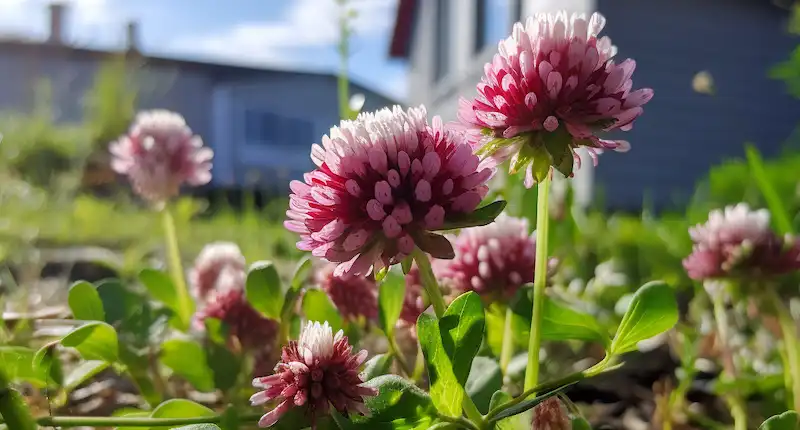 Exploring the Versatile Health Benefits of Red Clover - sharingideas.me