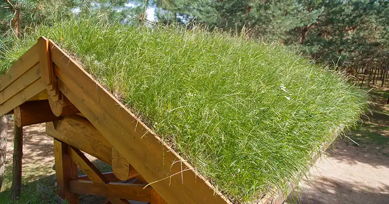 Creating a Green Roof: A Step-by-Step Guide - sharingideas.me