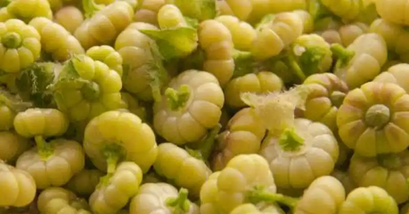 Delightful Dishes with Common Mallow Fruit: 3 Unique Recipes ...