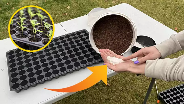 How to Produce Your Own Seedlings: All the Explanations and Secrets You ...