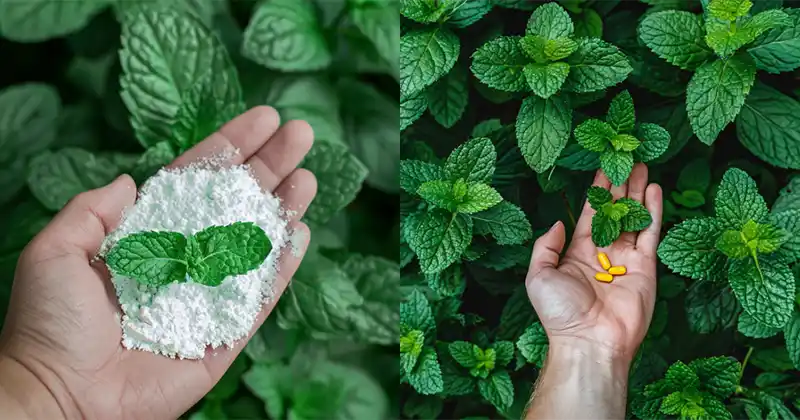 Unlocking the Secrets to Growing Lush Mint: Natural Methods for a ...