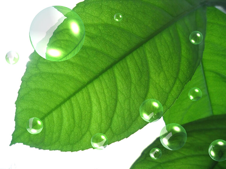 The Amazing Benefits of Lemon Leaves: Nature’s Unsung Hero ...