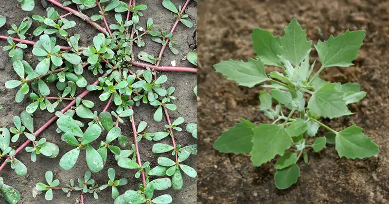 Avocado Seed Tincture: 20 Benefits and How to Use It at Home ...