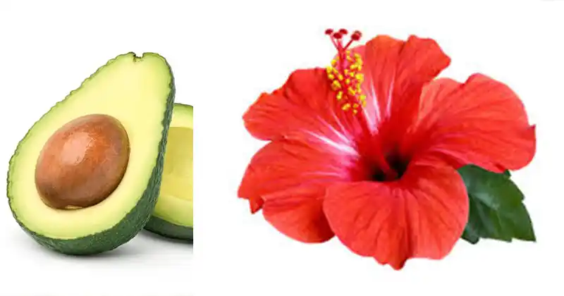 Impepho: The Sacred and Medicinal Herb of Africa - sharingideas.me