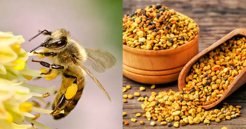 The Magic of Fig Sap: Collection, Uses, and Storage - sharingideas.me