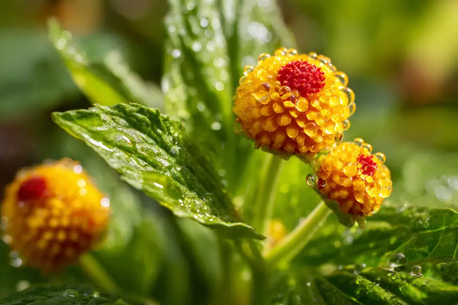 Toothache Plant (Acmella oleracea): Nature’s Numbing Flower with ...