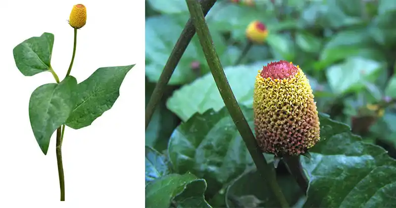 The Magic of Fig Sap: Collection, Uses, and Storage - sharingideas.me