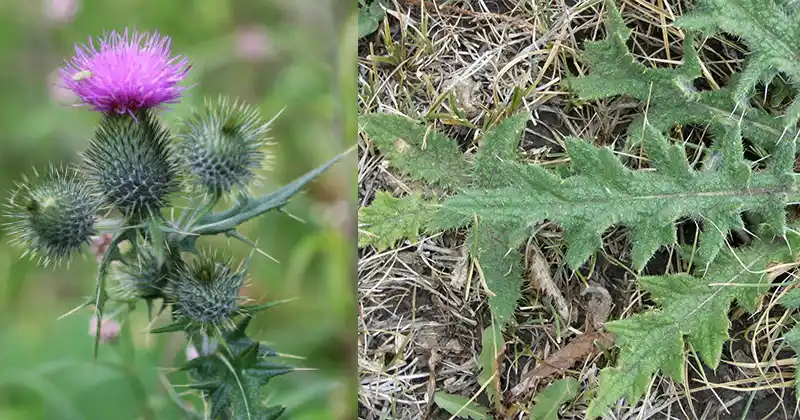 Avocado Seed Tincture: 20 Benefits and How to Use It at Home ...