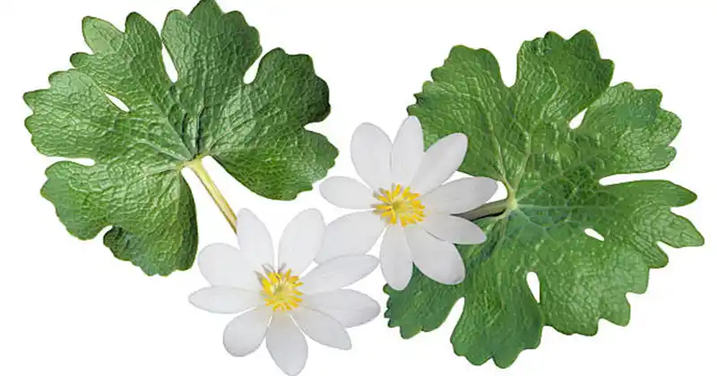 Pine Needle Sprite: A Refreshing Homemade Fermented Drink - sharingideas.me