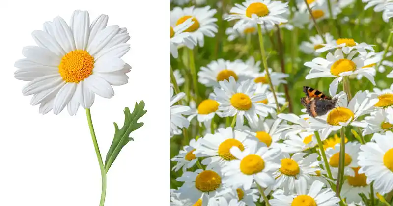 Pine Needle Sprite: A Refreshing Homemade Fermented Drink - sharingideas.me