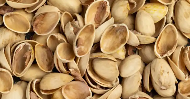 Pine Needle Sprite: A Refreshing Homemade Fermented Drink - sharingideas.me