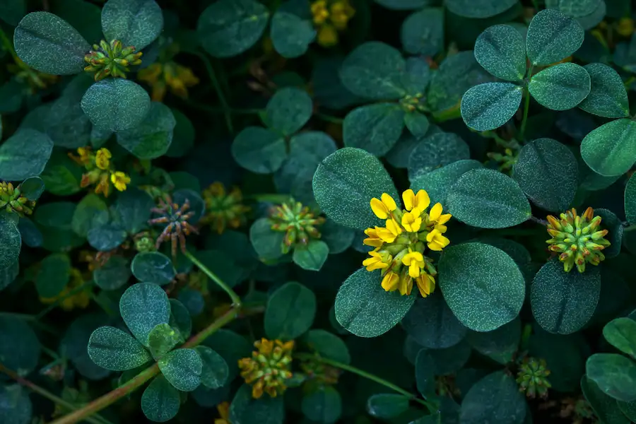 The Humble Field Plant That Rebuilds Blood, Supports Digestion, and ...