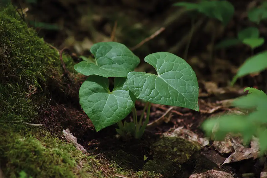 The Warming Forest Root That Stimulates, Protects, and Grounds the Body ...