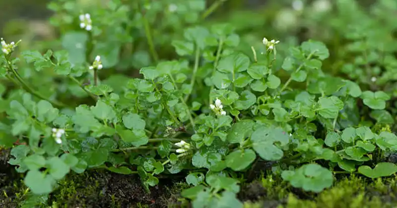 Impepho: The Sacred and Medicinal Herb of Africa - sharingideas.me