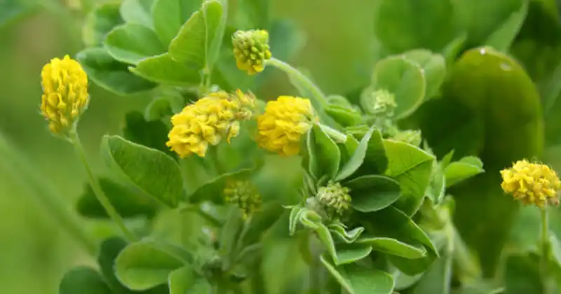 Impepho: The Sacred and Medicinal Herb of Africa - sharingideas.me