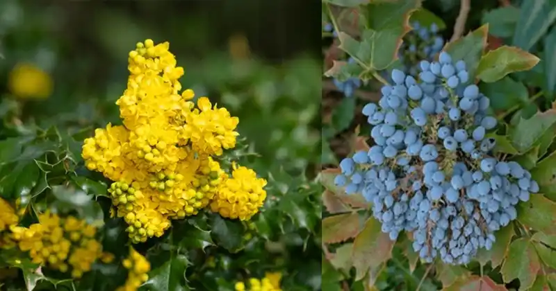 Impepho: The Sacred and Medicinal Herb of Africa - sharingideas.me