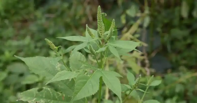 Impepho: The Sacred and Medicinal Herb of Africa - sharingideas.me