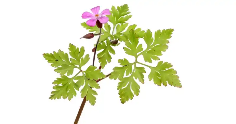 Impepho: The Sacred and Medicinal Herb of Africa - sharingideas.me