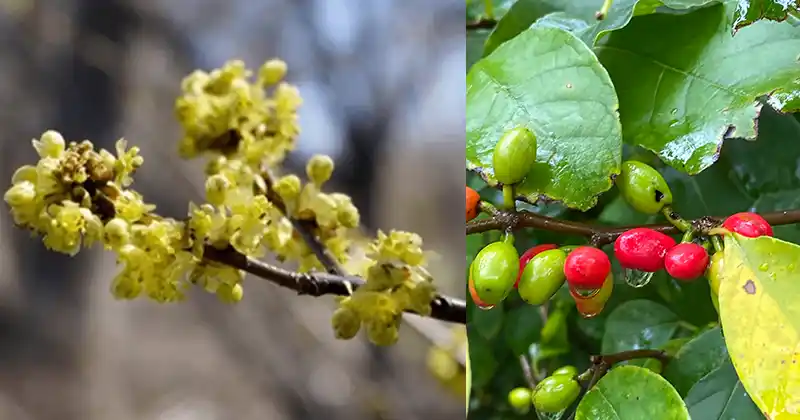 Avocado Seed Tincture: 20 Benefits and How to Use It at Home ...