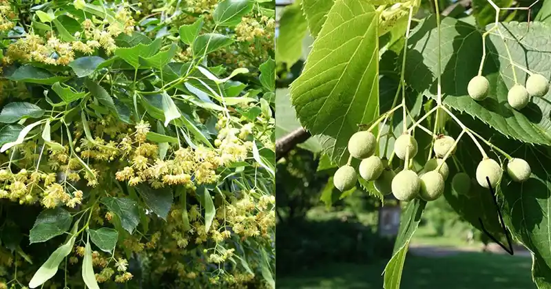 Avocado Seed Tincture: 20 Benefits and How to Use It at Home ...