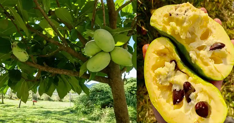 Impepho: The Sacred and Medicinal Herb of Africa - sharingideas.me