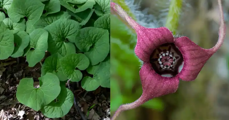 Impepho: The Sacred and Medicinal Herb of Africa - sharingideas.me