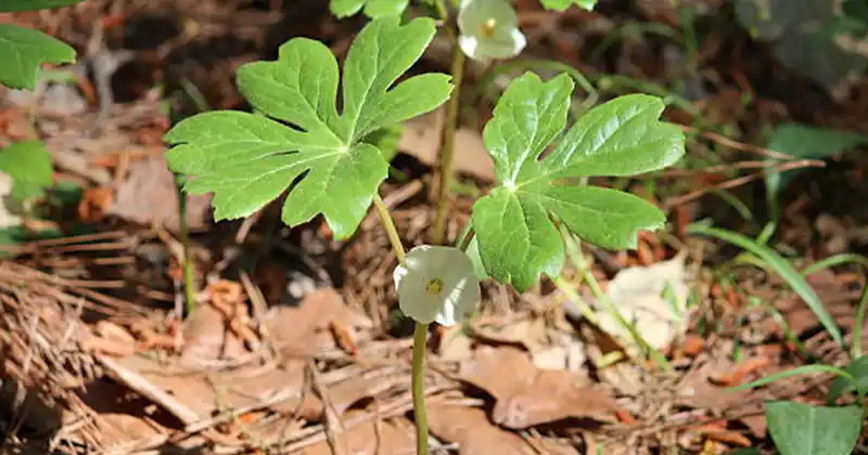 Impepho: The Sacred and Medicinal Herb of Africa - sharingideas.me