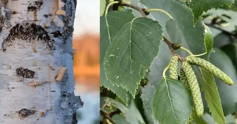 Impepho: The Sacred and Medicinal Herb of Africa - sharingideas.me