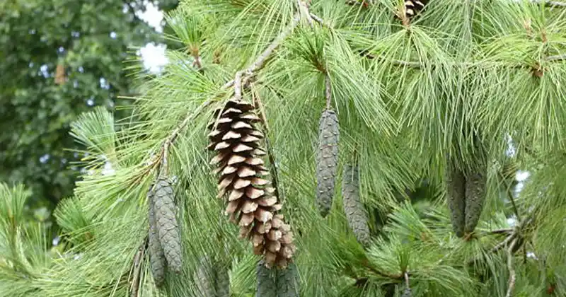 Avocado Seed Tincture: 20 Benefits and How to Use It at Home ...