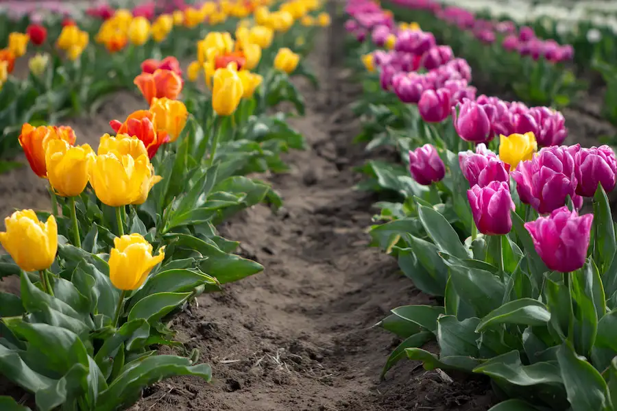 Planting Flower Bulbs in Toilet Paper Rolls: A Simple Method for Strong ...