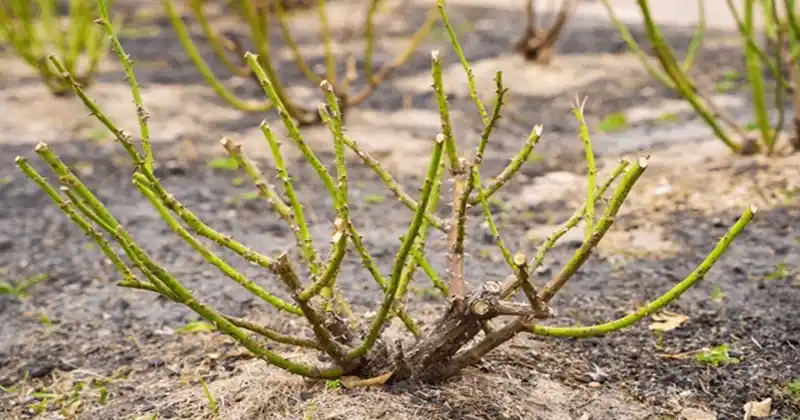 Essential Rose Bush Care Tasks to Tackle in Winter (December–February ...